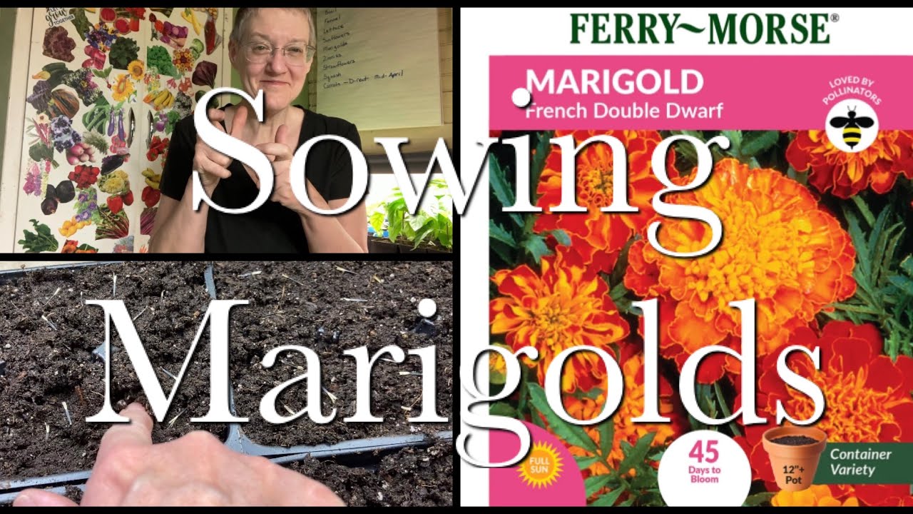 How to Start Marigold Seeds | Growing Marigolds Series Episode 1 - YouTube
