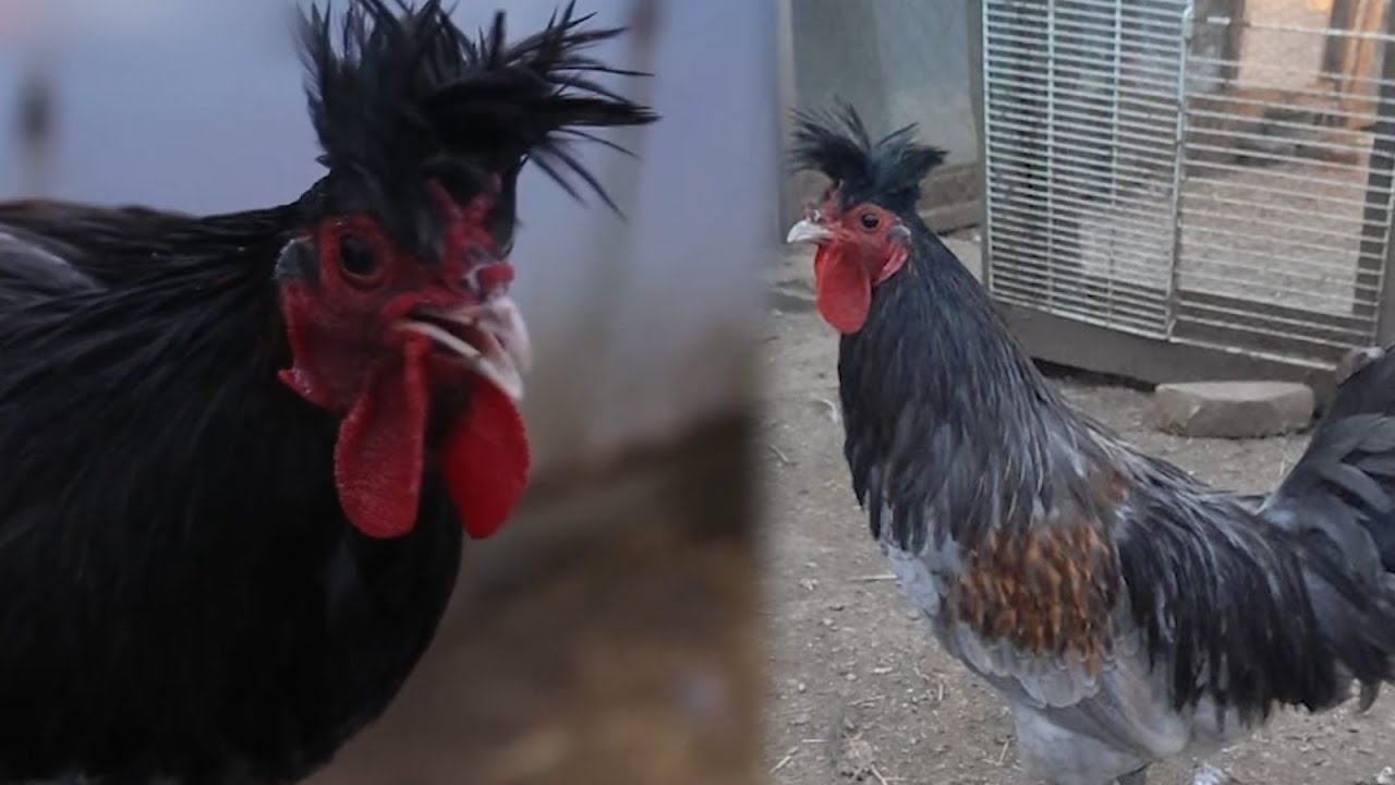 Gjeli që këndon 70 sekonda pa pushim. Ilazi: Kam patur edhe gjel që ...