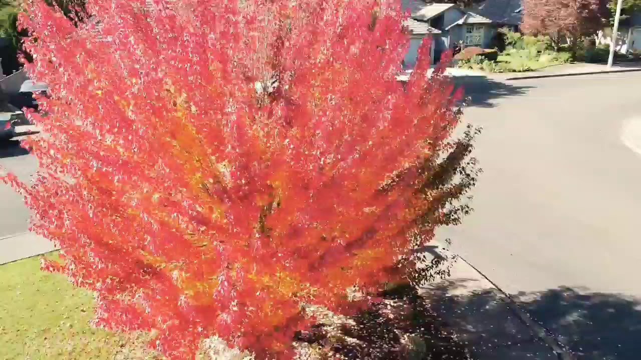 Fall colors Salem Oregon - YouTube