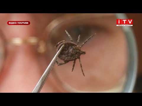 Обережно кліщі! Яка небезпека чекає жителів Рівненщини у лісі