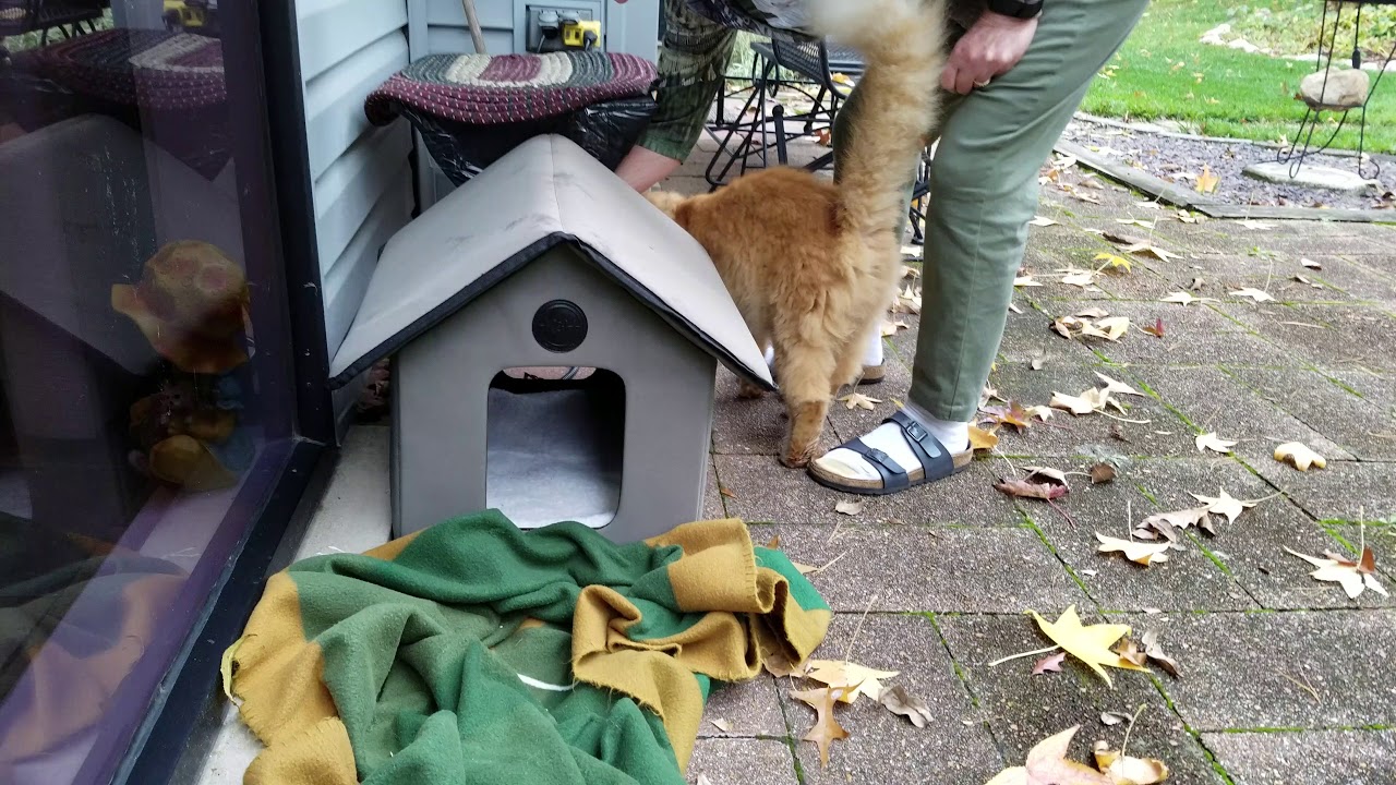Luke the Cat - YouTube