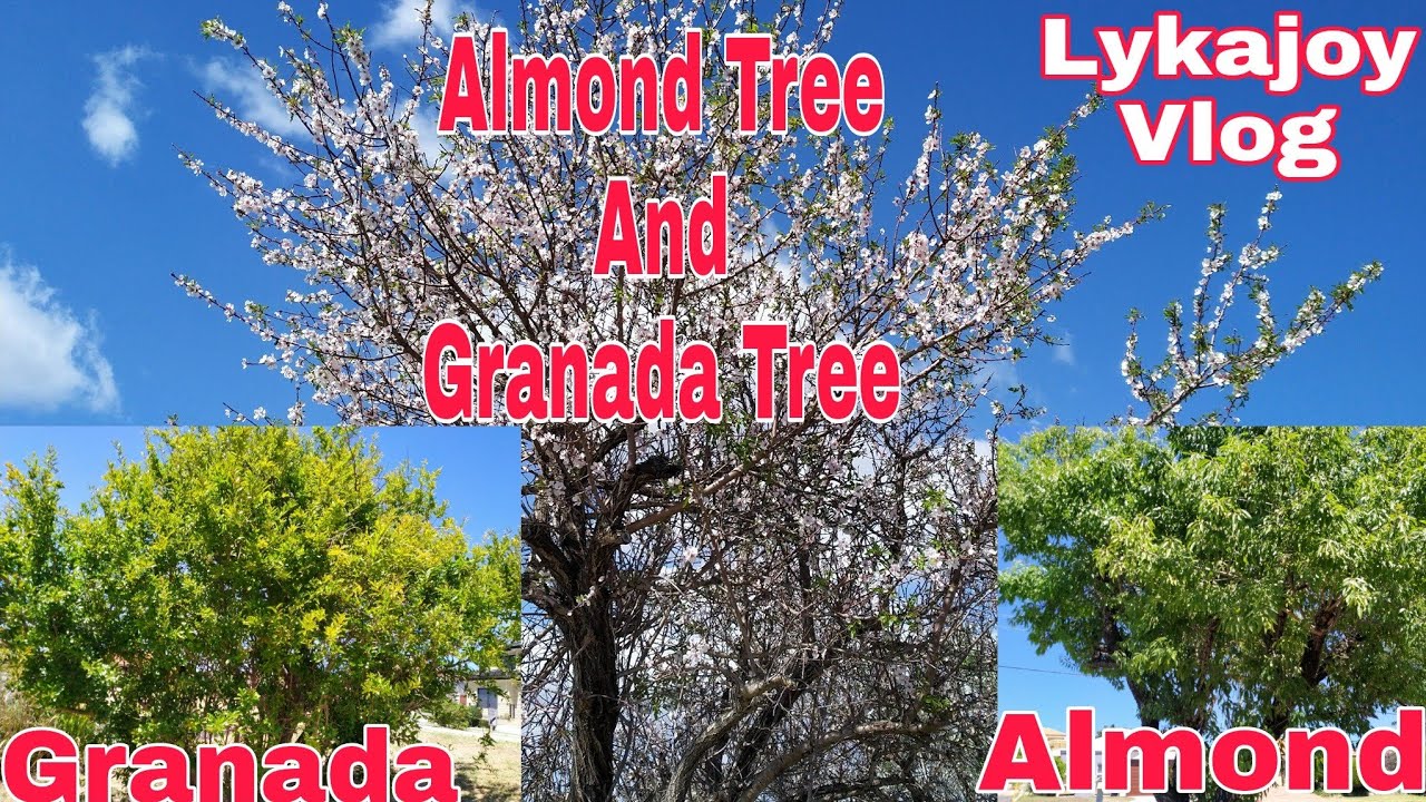 Almond Tree & Granada Tree (#Lykajoyatienza) - YouTube