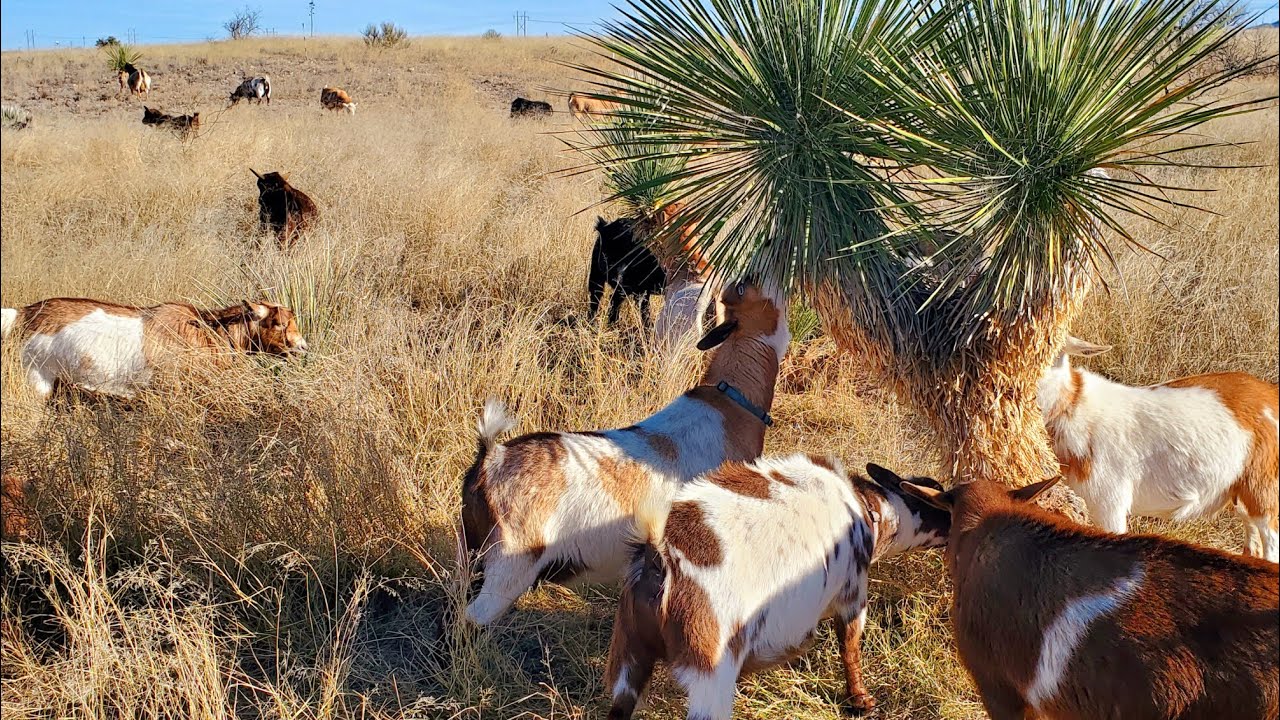 Pregnant Nigerian Dwarf Goats Browsing In Arizona - YouTube