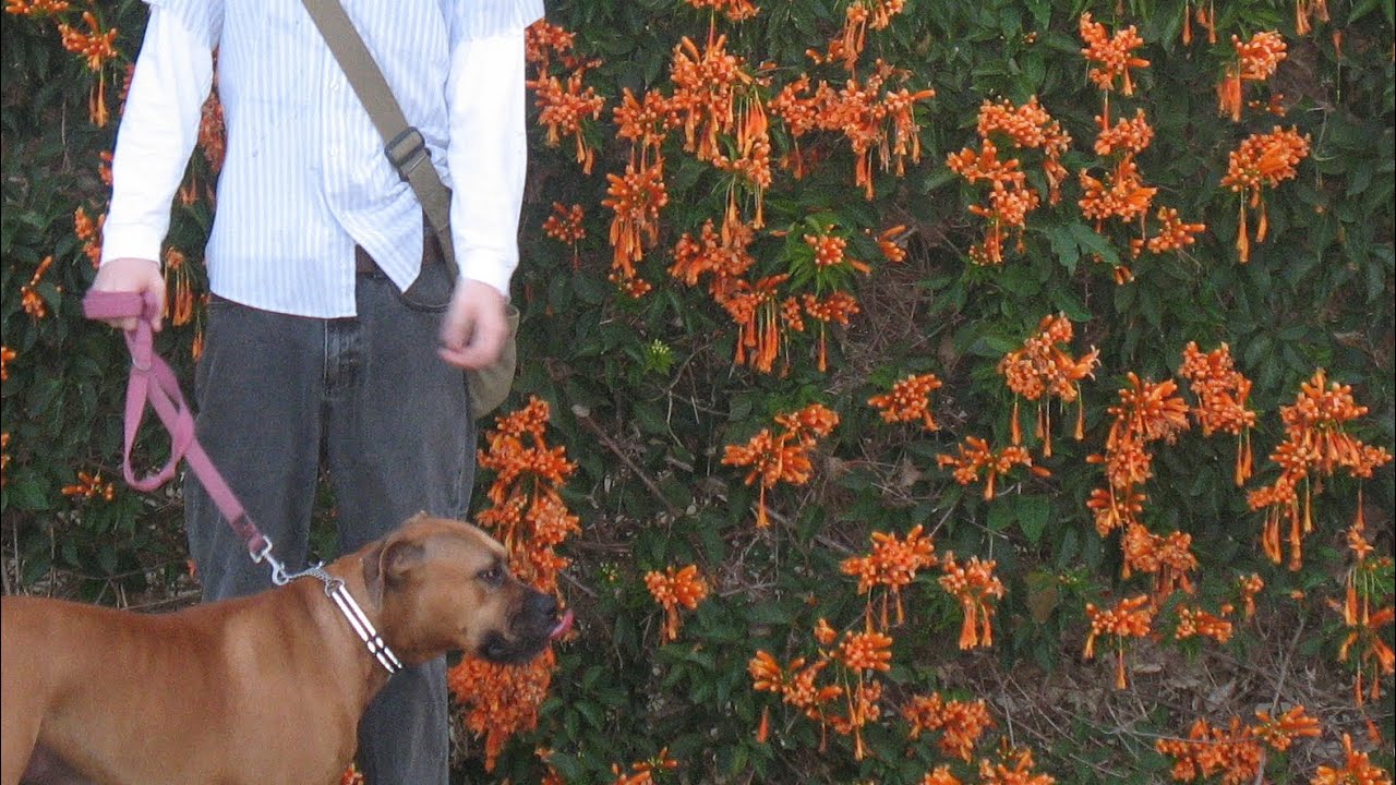 Bobby - [Alex G cover] - YouTube