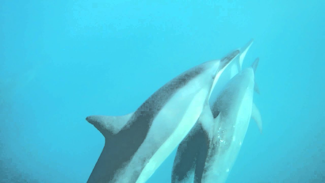 23 sleeping dolphins - YouTube