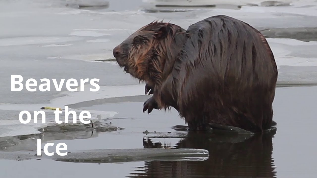 Beavers on Ice — Life in a Flooded Winter Landscape - YouTube