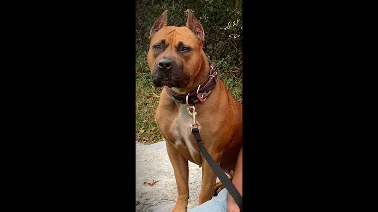 Working American Pitbull Terrier Bella - YouTube
