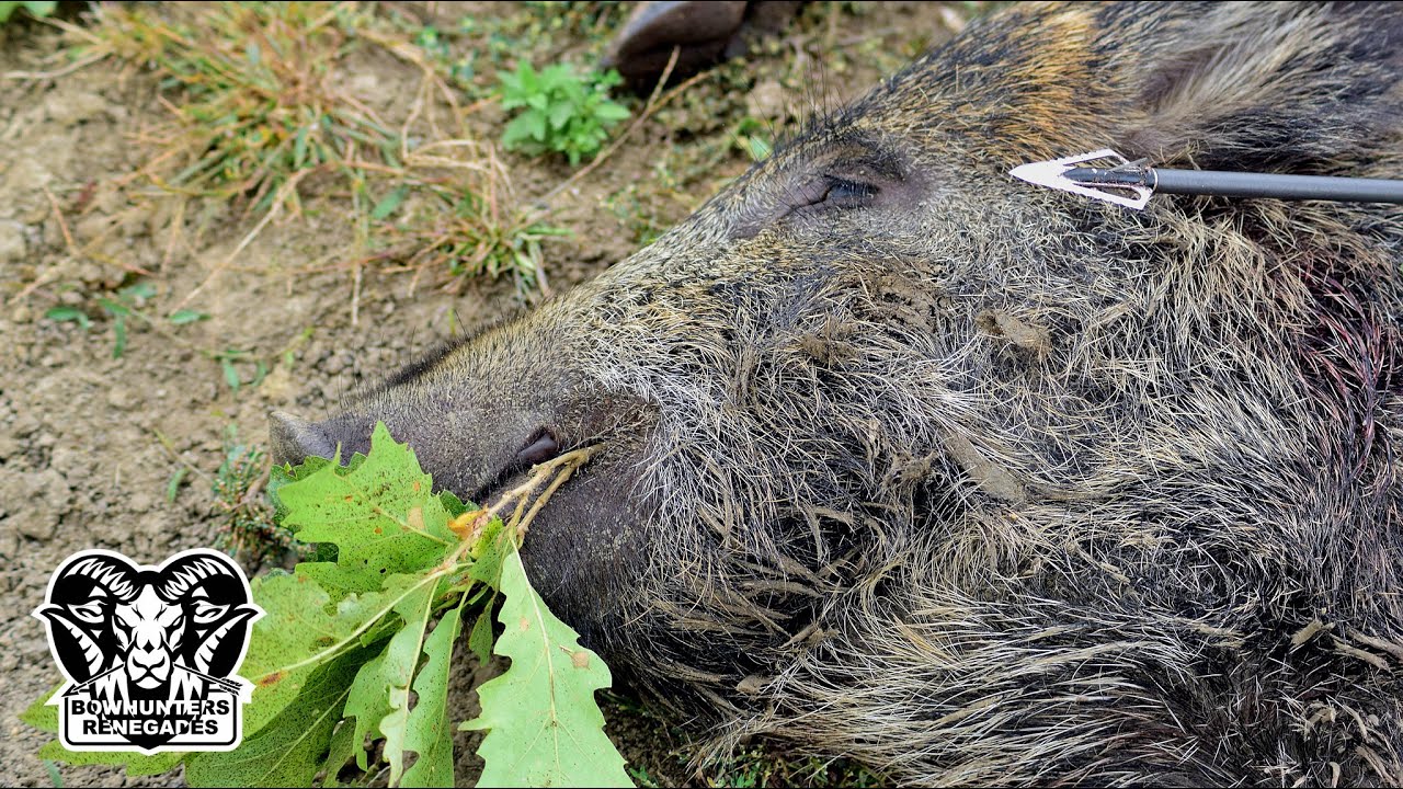 Lov diviaka lukom - wild boar bow hunting - YouTube