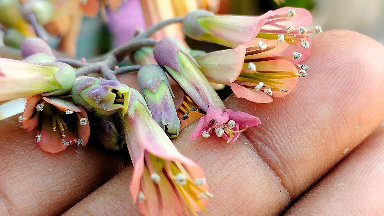 Mother of thousands ( pathar chat)/ medical plant flowers - YouTube