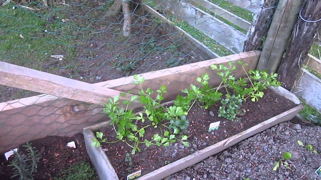 Pig stine - YouTube