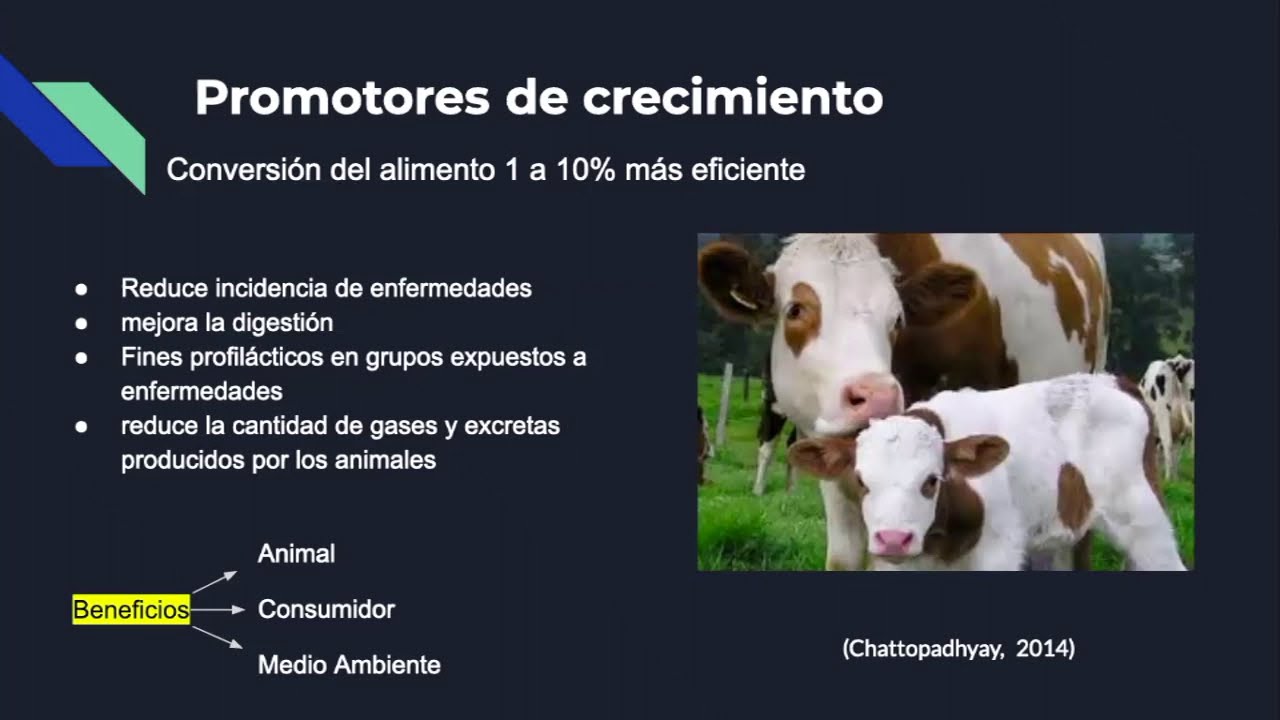 Antibióticos como promotores de crecimiento en animales de granja - YouTube