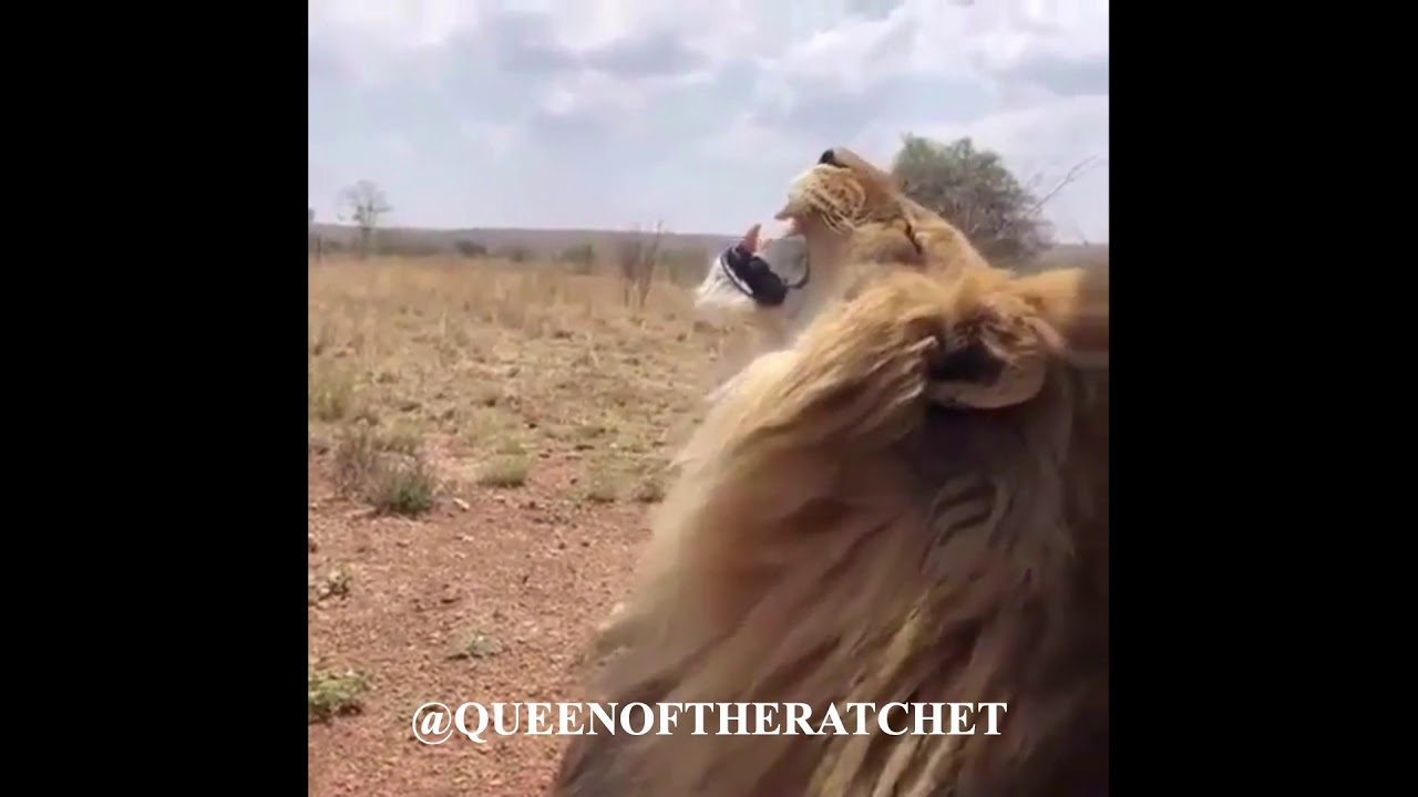 ANIMALS - QUEEN OF THE RATCHET - YouTube