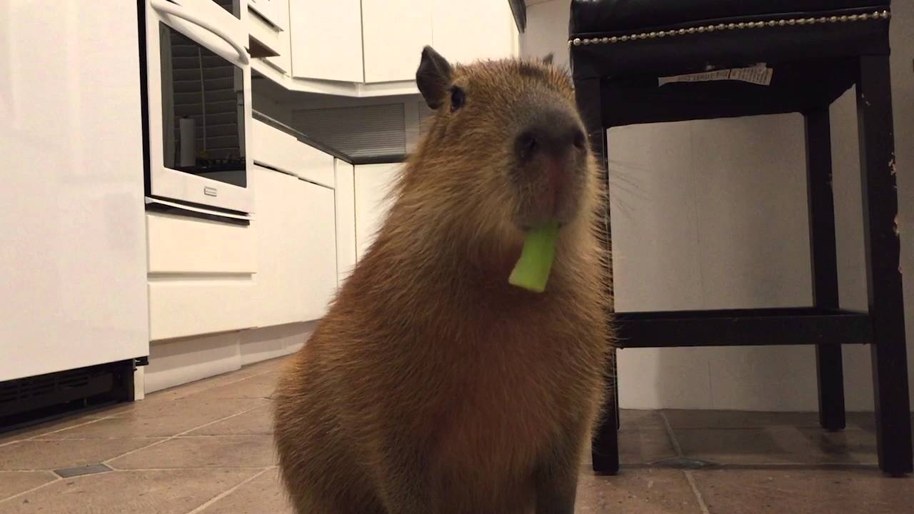Sweetie The Capy Eating Celery - YouTube