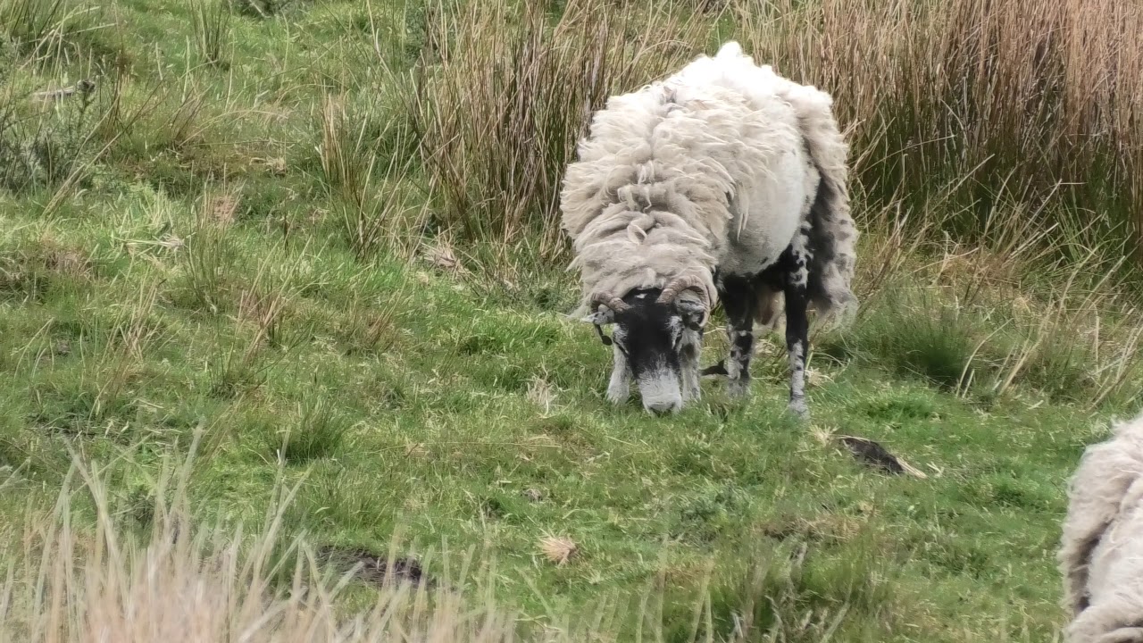 sheep in 4k just for Wednesday - YouTube