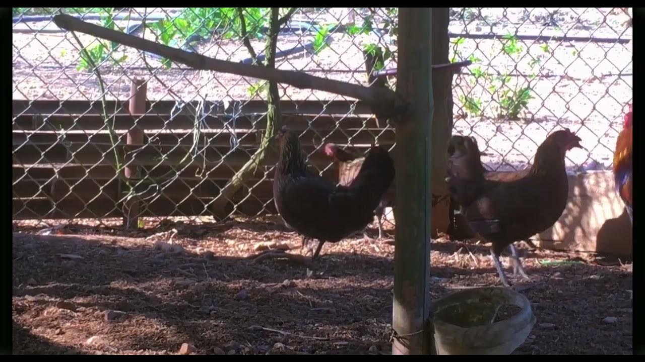 Poj qaib qus tsauj 100% 22/5/2023 - YouTube