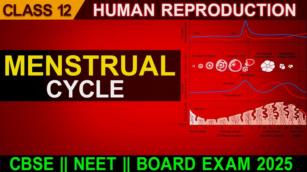 Menstrual Cycle || Class 12 Human Reproduction || #cbseboard #neet in ...