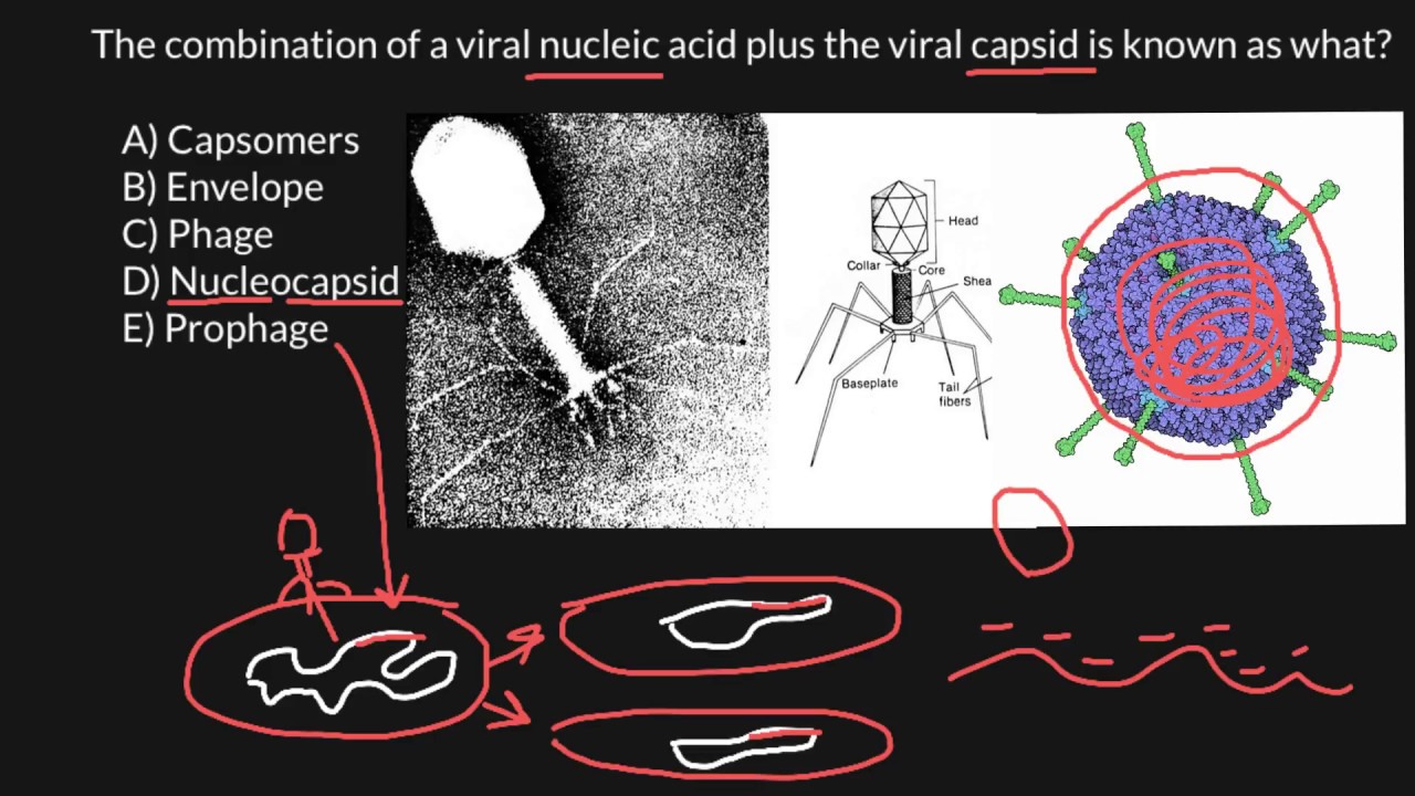 Capsomers, Envelope, Phage, Nucleocapsid, Prophage - YouTube