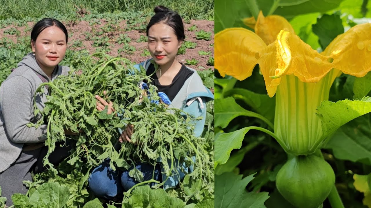 nrog ntxawm nam mus des zaub ntsi taub mos mos ntxim qab heev 6 December 2024 - YouTube