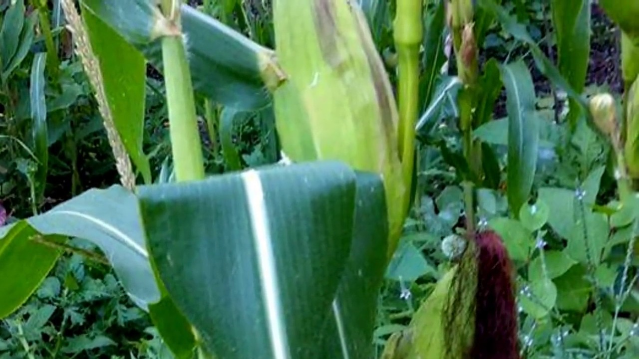 Hmoob Kuab Tshuaj, POB KWS/ CORN #2 - YouTube