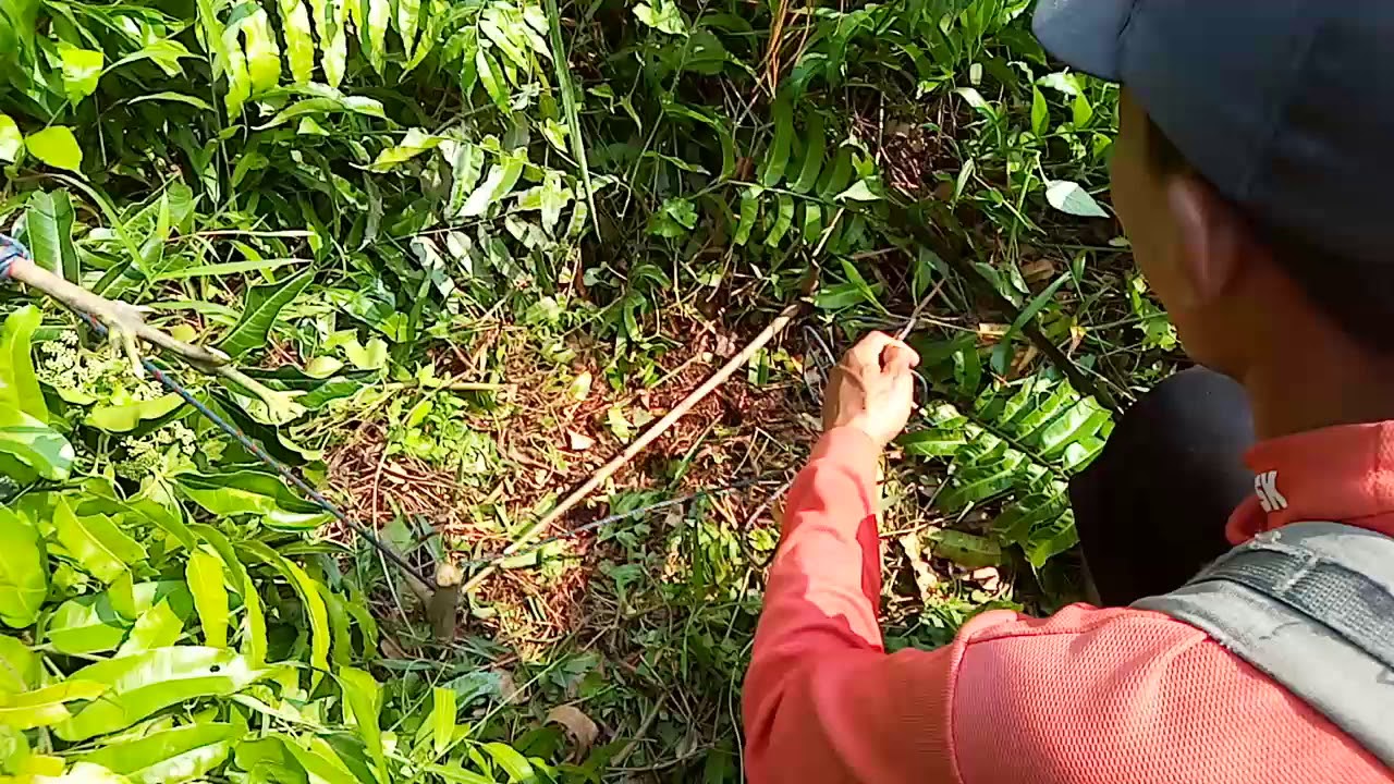 Jerat rusa - YouTube