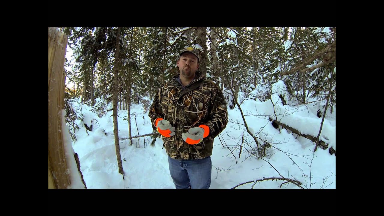 Labrador Trapper Series - INTRO - YouTube