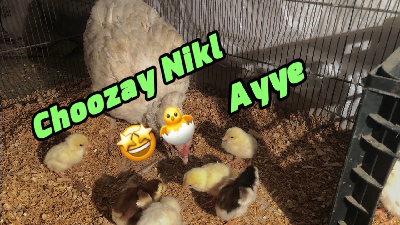 Aik Chick Ko Khud Nikala Andy Sai 😱🐣 #aleevlogs #vloging #youtuber # ...