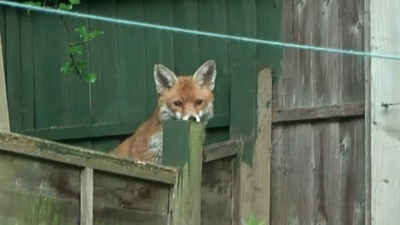Foxes in London - YouTube