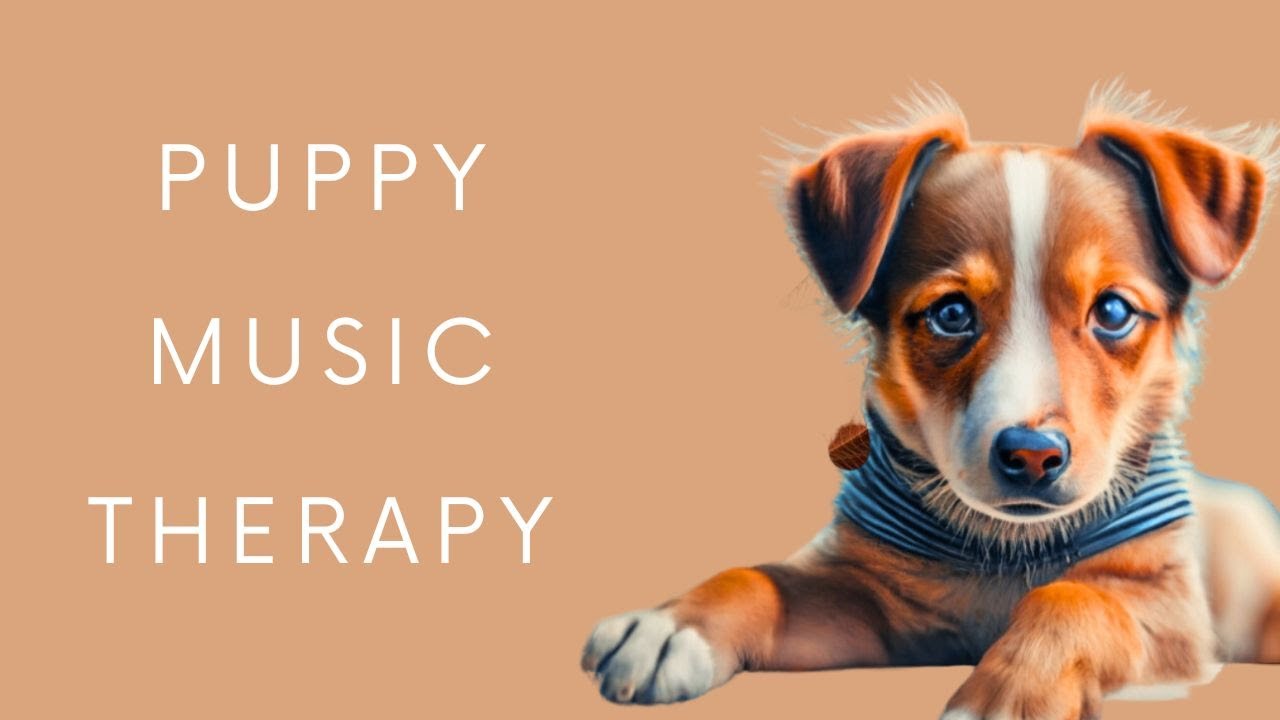 Soothing Dog Therapy Music Calm Your Dog | 8 Hours Relaxing Piano Music ...