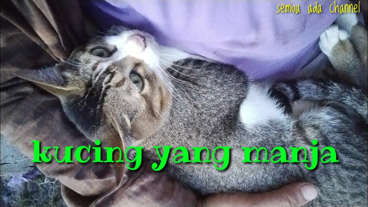 Kucing yang manja - YouTube