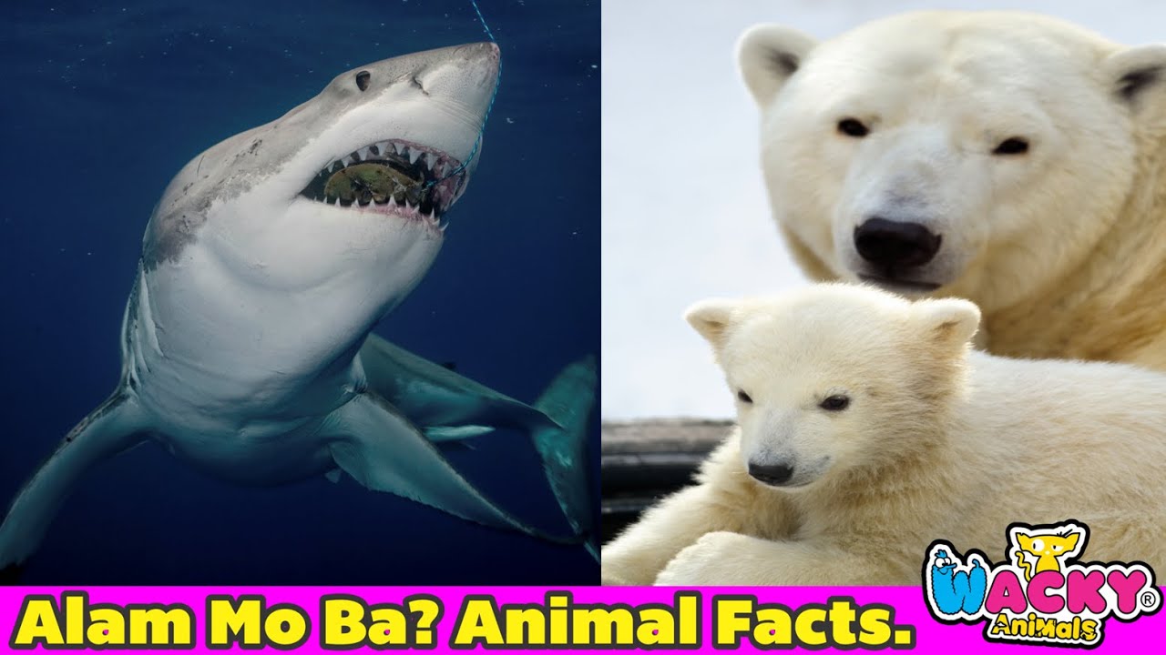 Funny and Amazing Animal Facts by Wacky Kids. Eps 9 of Wacky Animals ...