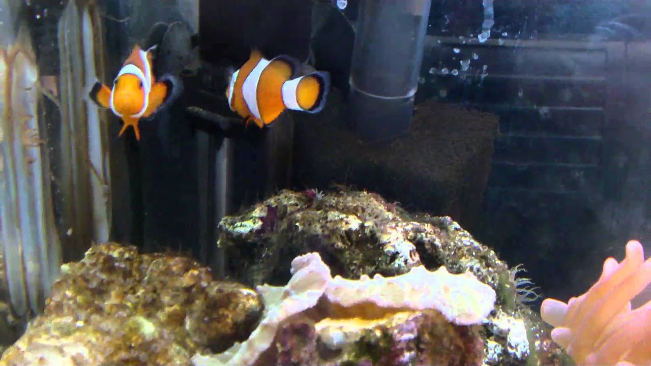nano reef clownfish - YouTube
