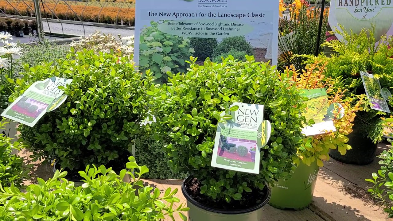 Buxus NewGen™ Freedom® (Boxwood) // Exciting⚡ NEW Boxwood with Blight ...