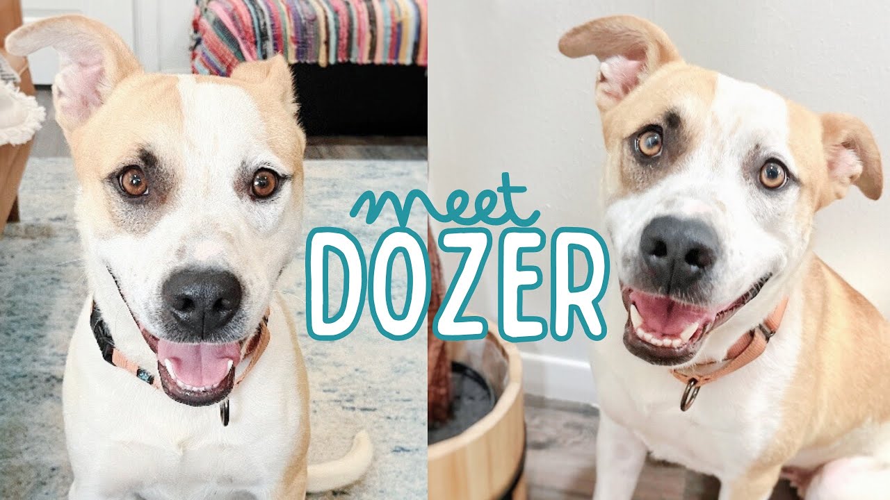 Adopt Dozer the Happy Rescue Dog 🐾 - YouTube