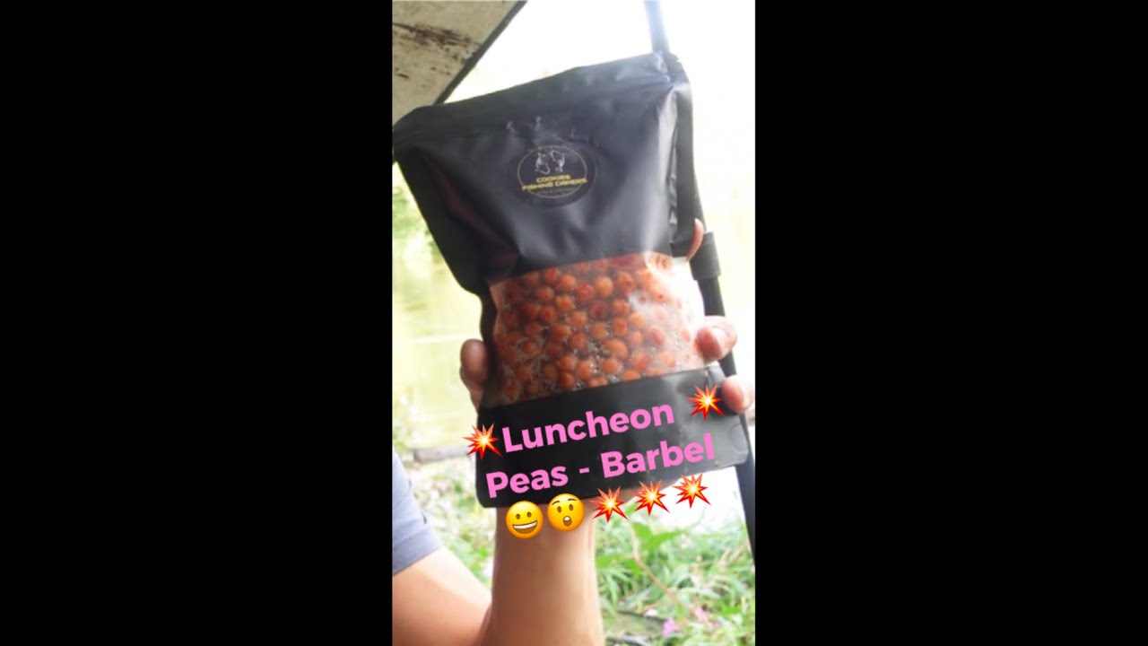 💥“Luncheon Peas” - Bait Test 🎣 FIRST CAST Barbel! “Barbel” “Fishing ...