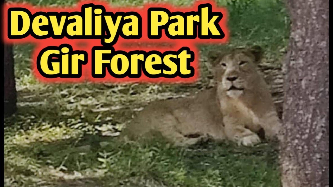 Gir Forest Tour | Devaliya Park |Gir Safari Gujarat I #lion #girforest ...