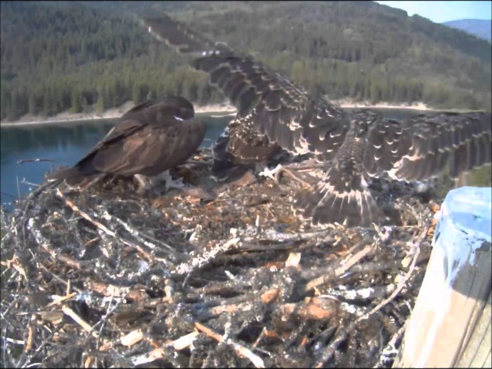 Nelson BC Osprey Arrow stretching wings 5:44pm 8-2-2015 - YouTube