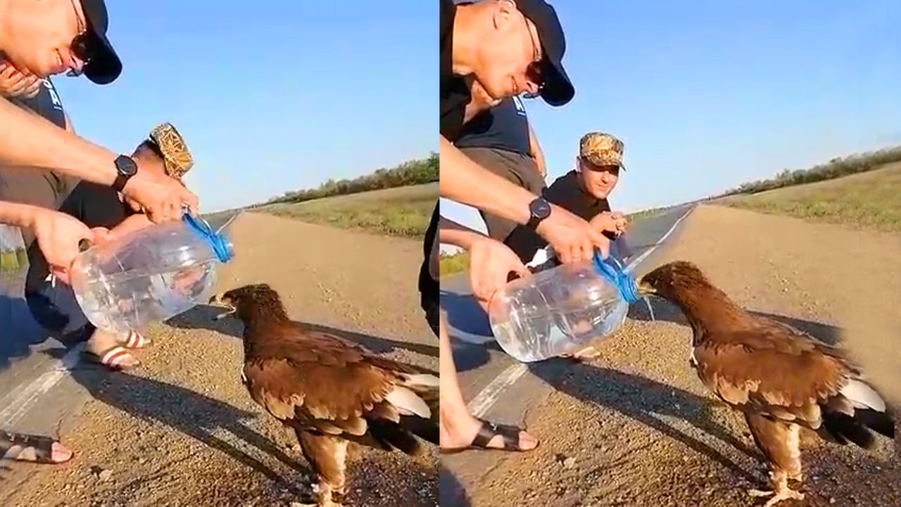Animals That Asked People for Help Kindness Videos That Restored Faith ...