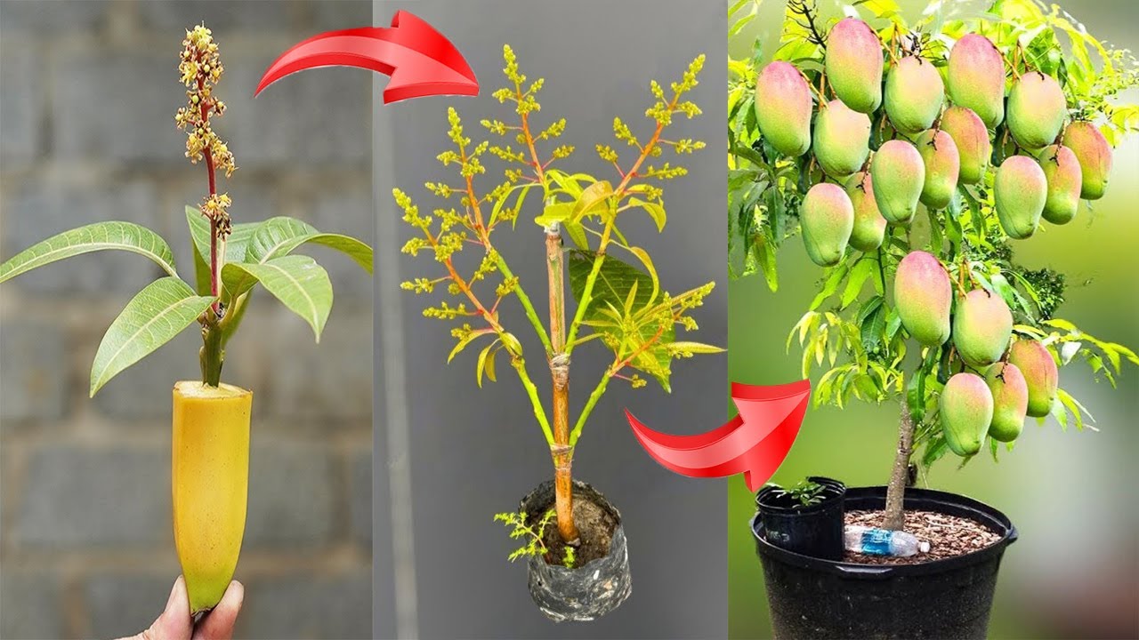 Summary of 3 simple ways to grow fruit trees with branches super ...