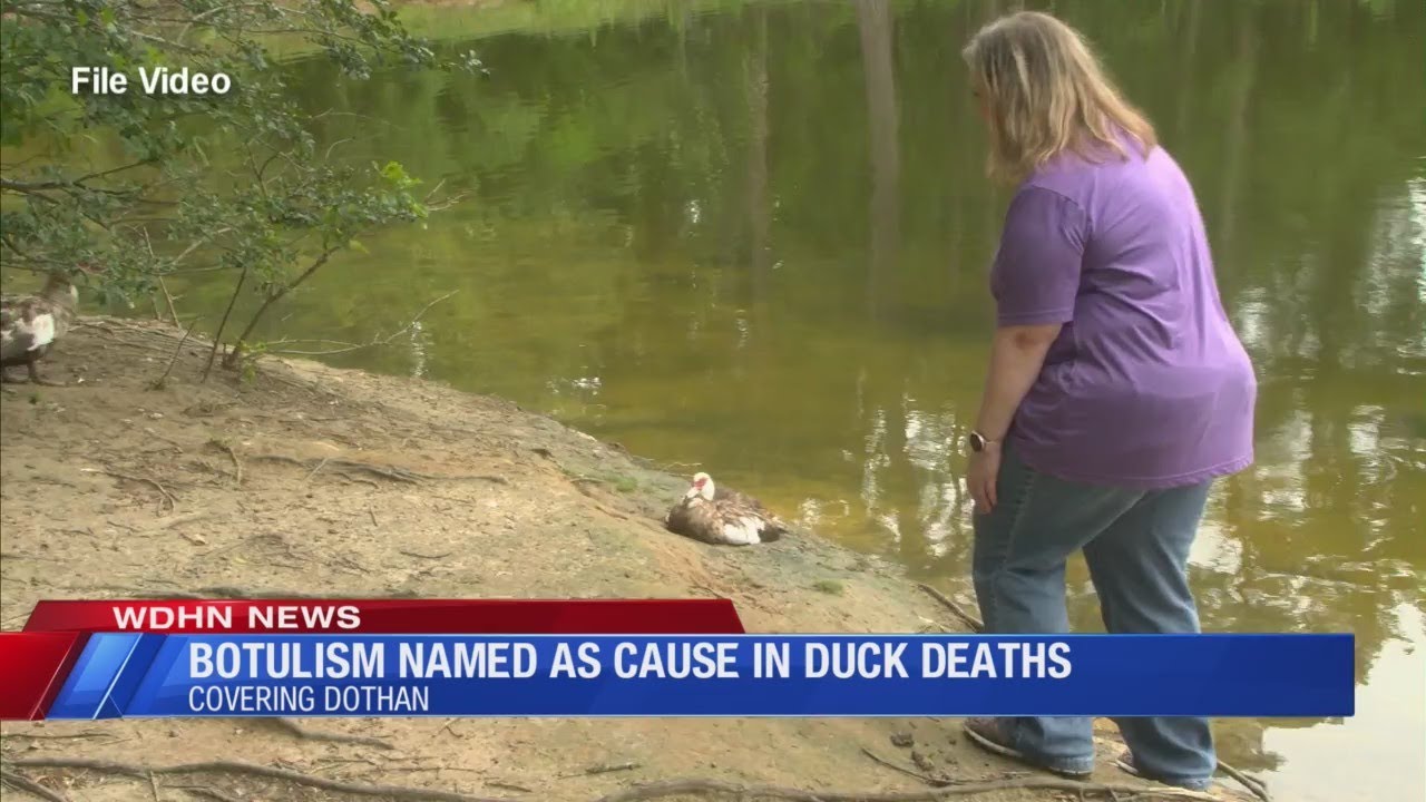 Duck deaths and botulism - YouTube
