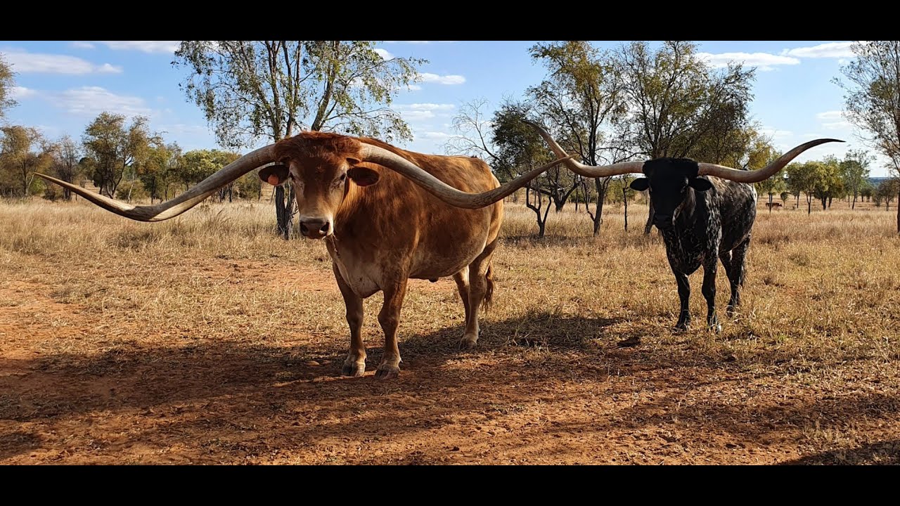 Texas Longhorns at Texas Longhorn Tours - YouTube