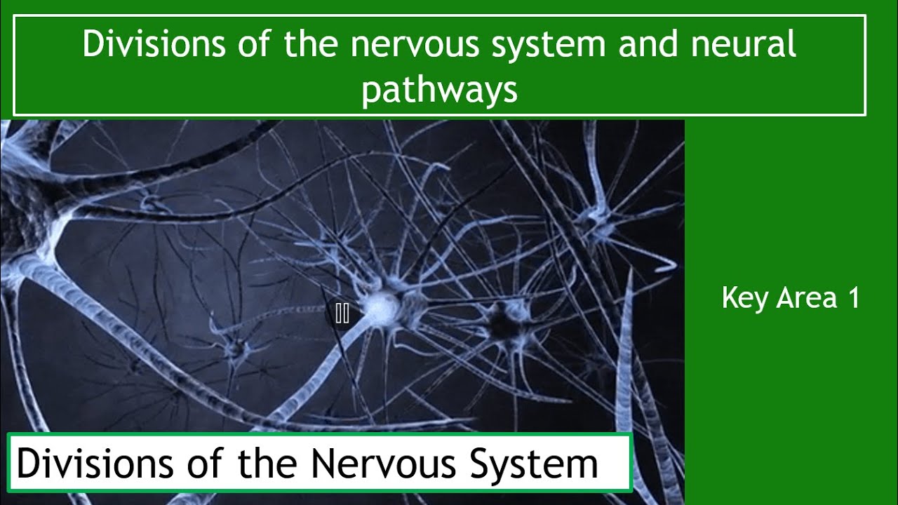 Divisions of the Nervous System and Neural Pathways Section 1 Divisions ...