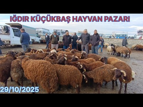 Iğdır hayvan pazarı~ herkes isyanda~küçükbaş hayvan pazarı  