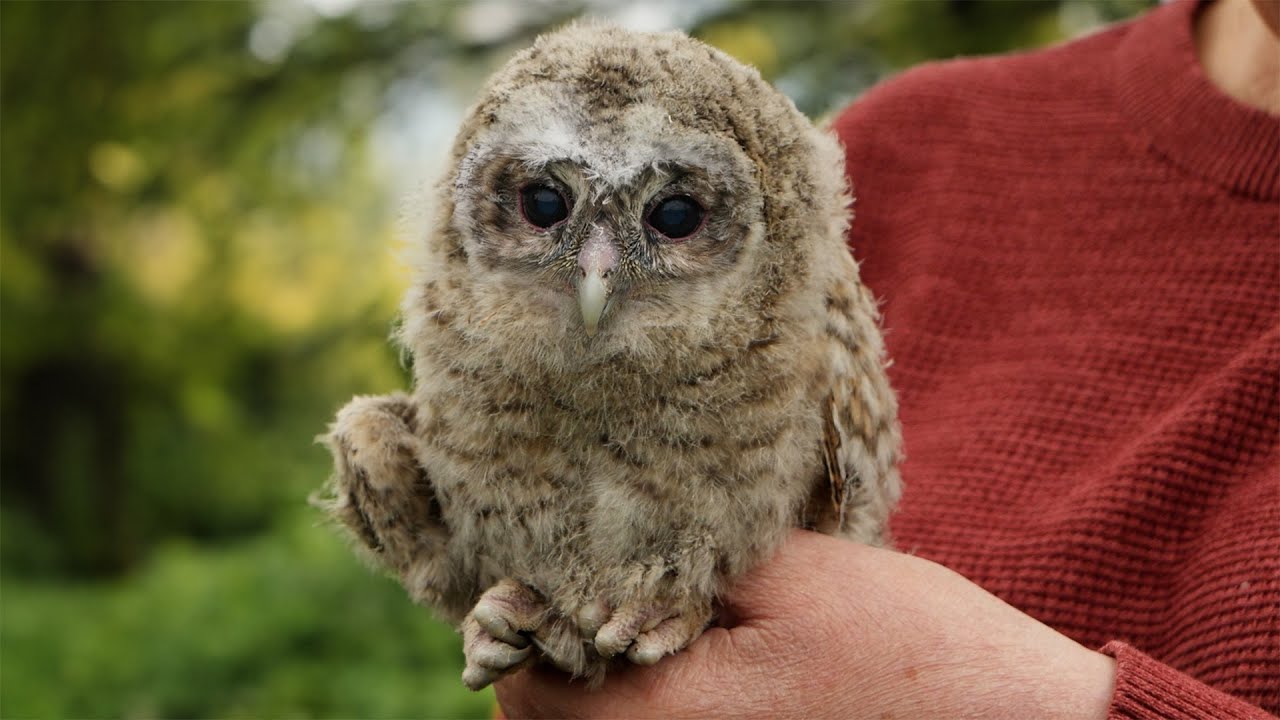 Tawny Owl Chicks Get ID Rings | Bonnie & Ozzy | Wild Lives | Robert E ...