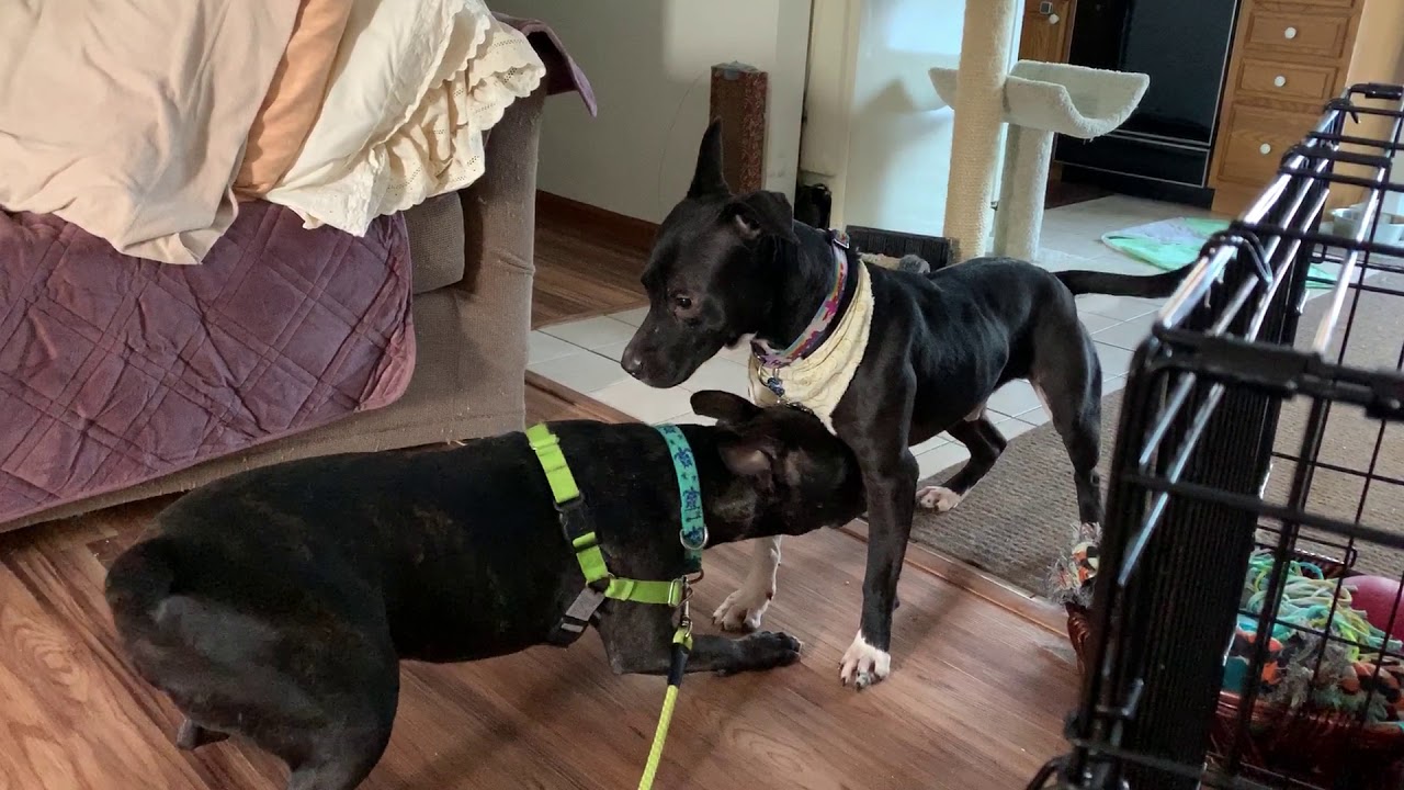 Leander with another dog. - YouTube