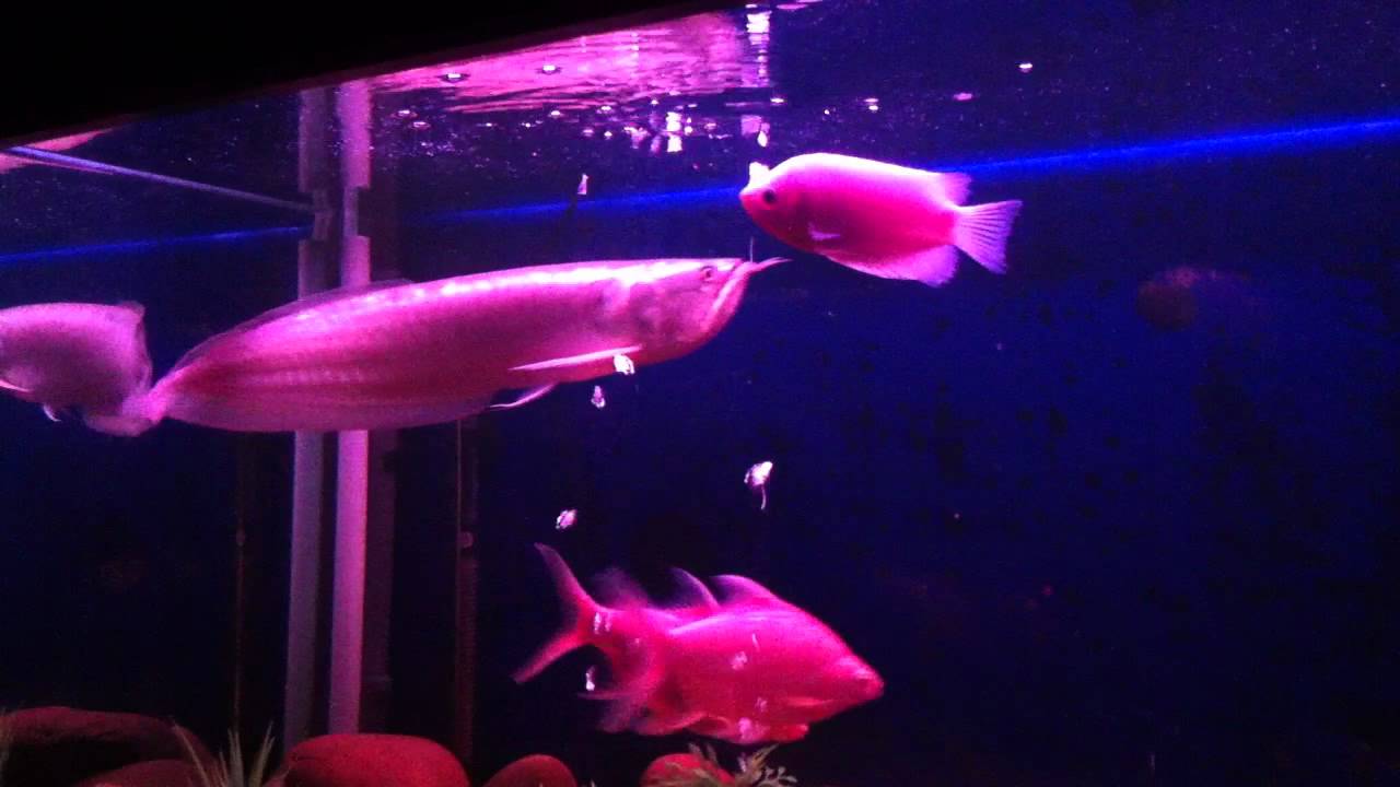 220 Gallon Freshwater Aquarium Upgraded - YouTube