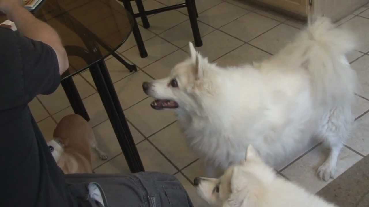 Barking Dog gets Curly Fries and Beef - YouTube