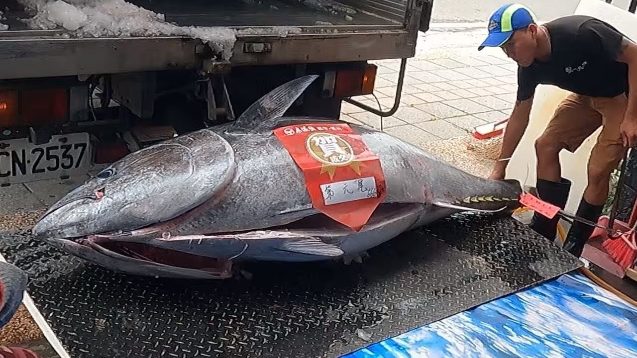 $30,000 Giant Bluefin Tuna Cutting Show Luxurious Sashimi - YouTube