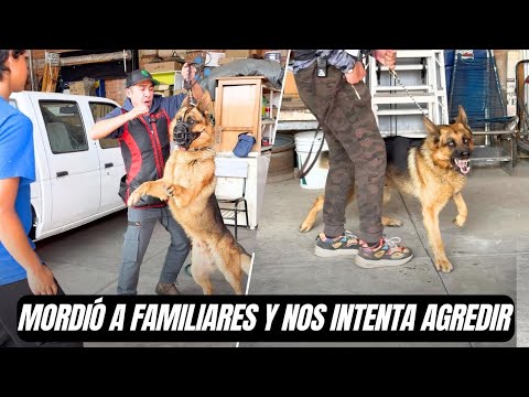 Enfrento a Pastor Alemán 4gr3s1v0 que ha mordido familiares 😱 