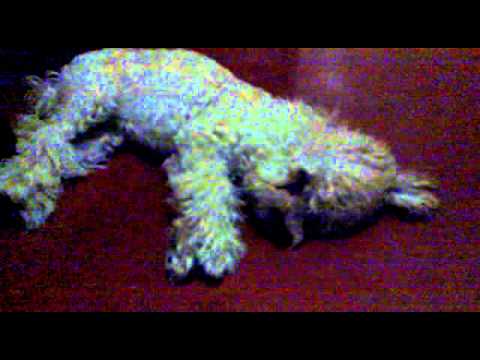 sleeping dog in my summer season (LoL-Fistix)