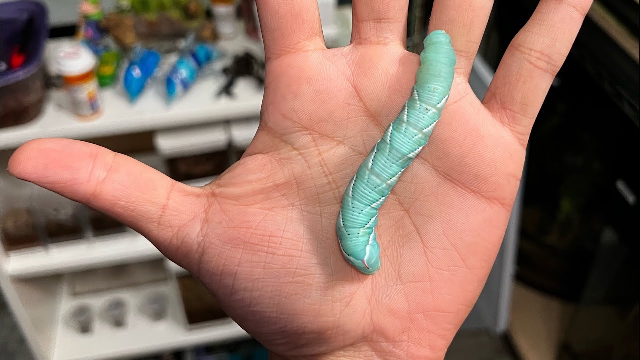 Você conhece a famosa Manduca Sexta ? - YouTube